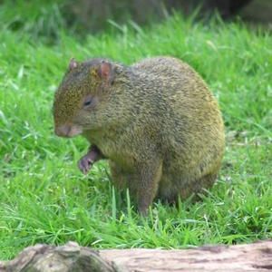 Agoutis - Animals at Drusillas - Best UK Zoo for Kids