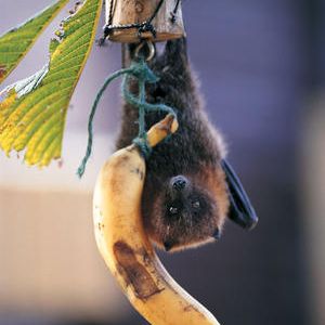 Rodrigues Fruit Bats - Animals at Drusillas - Best UK Zoo for Kids
