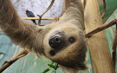 Sloth Experience | Sloth Encounter UK | Drusillas Park