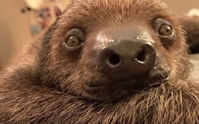 Sloth Experience | Sloth Encounter UK | Drusillas Park