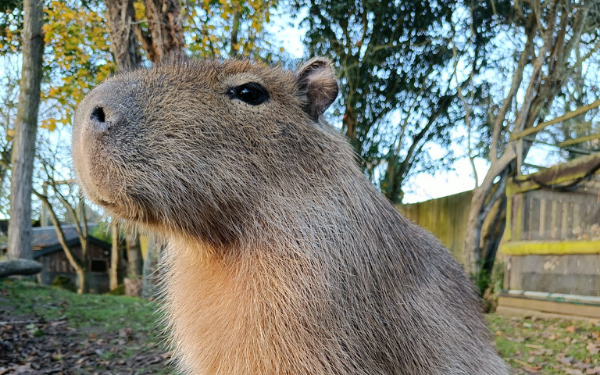 Beaver & Capybara Close Encounter | Beaver Feeding Experience UK ...