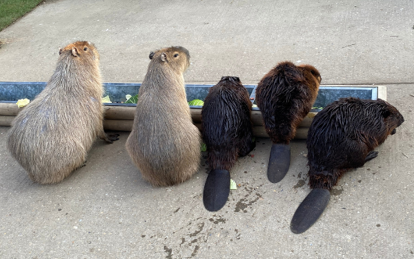 Beaver & Capybara Close Encounter | Beaver Feeding Experience UK ...